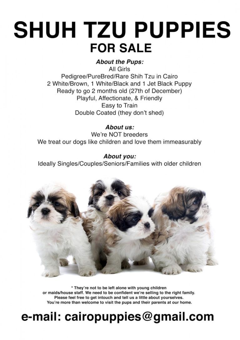 Shih Tzu Puppies For Sale Flyer Info Puppies For Sale Flyer Template 